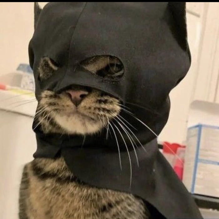 This cat is going to save the world - 9GAG