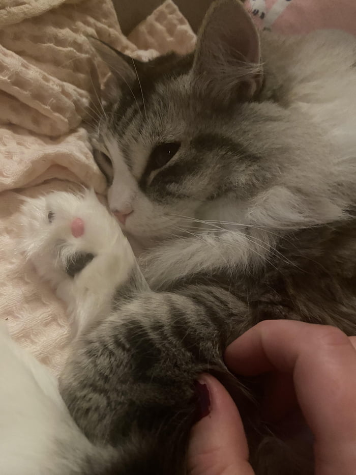 It’s hard work being so floofy - 9GAG