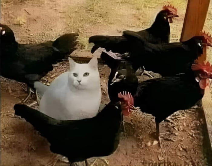 You need a high level meme knowledge to understand. - 9GAG