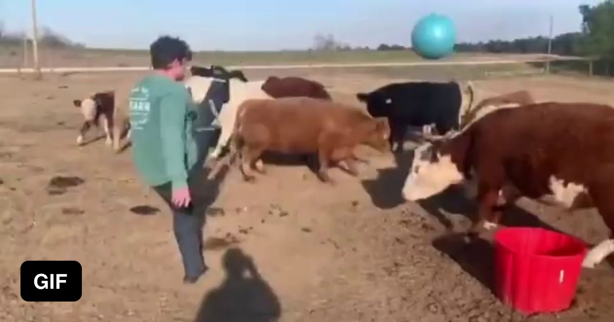 All the cows chase after the ball - 9GAG