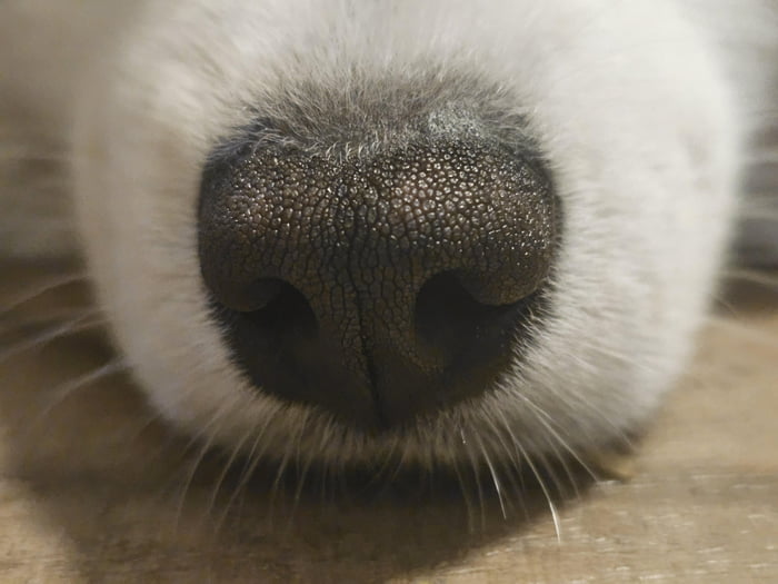 Nose whiskers - 9GAG