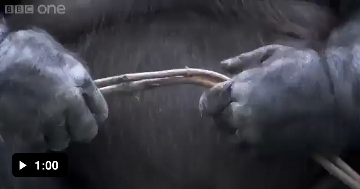 Kanzi, The Bonobo Has Learnt How To Build A Fire, Light It Using ...