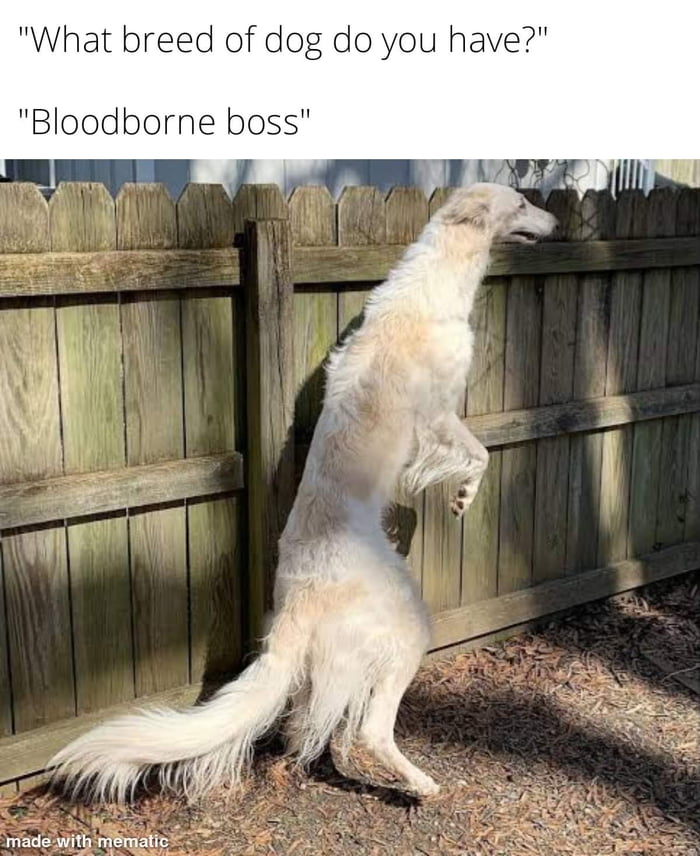 Vicar Amelia - 9GAG