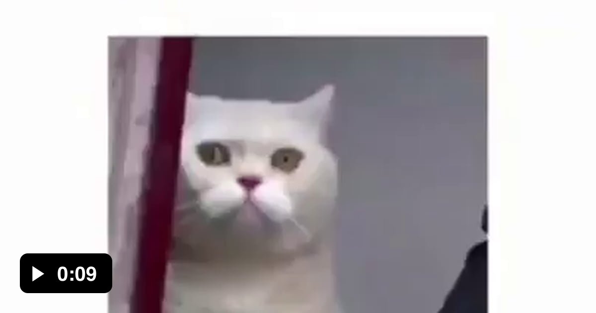 Tantrum kitty - 9GAG