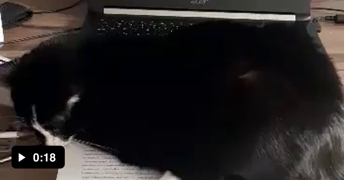 My cat jojned to doomsday team - 9GAG