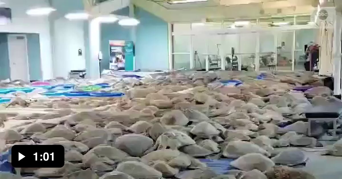 Thousands of cold shocked Sea Turtles rescued during an Arctic Blast. - 9GAG