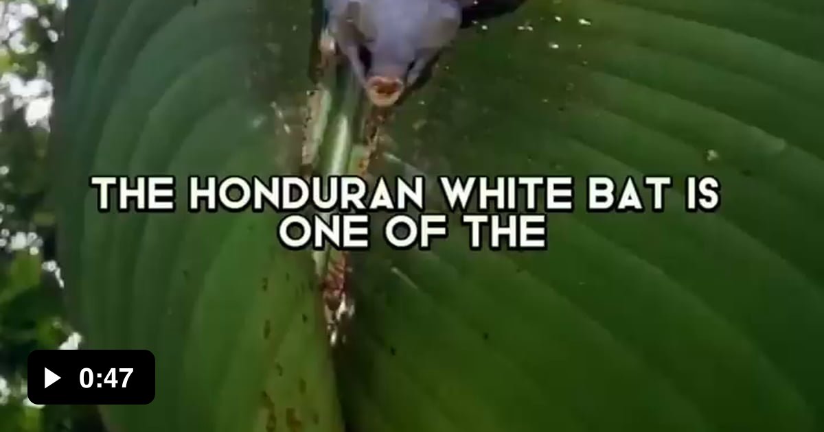 Honduran white bat - 9GAG