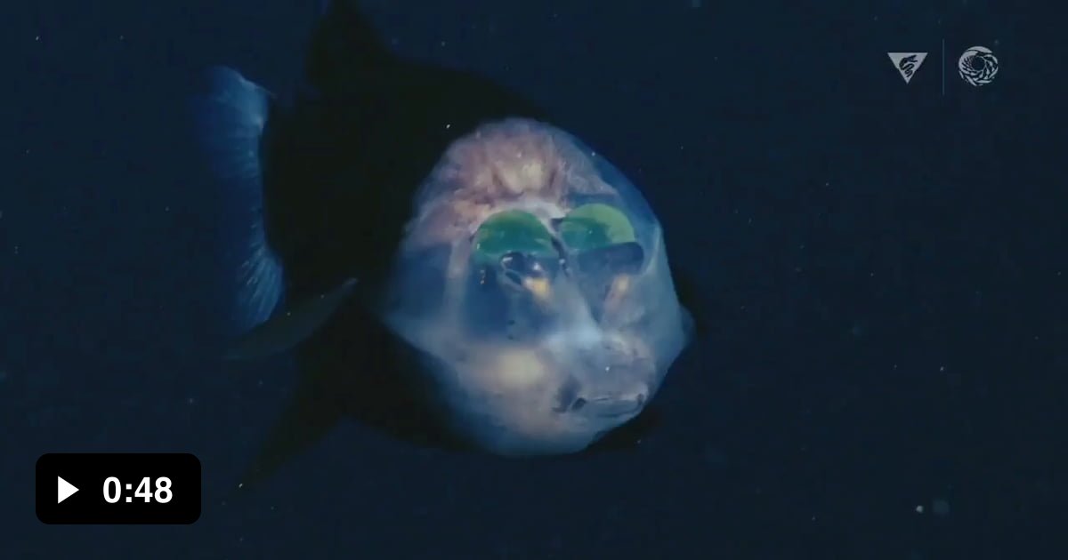 Thousands of feet beneath the surface of Monterey Bay off California ...