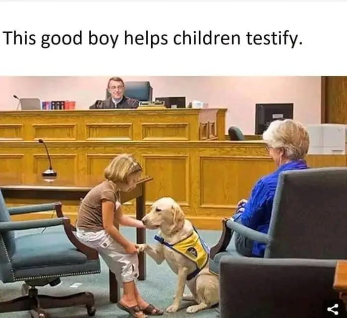 Therapy dog help comfort young children who have to testify - 9GAG