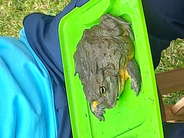 The last wednesday of the year! I give to you a epic bull frog for the next year - 9GAG