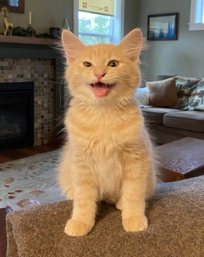 Baby orange learning to talk - 9GAG