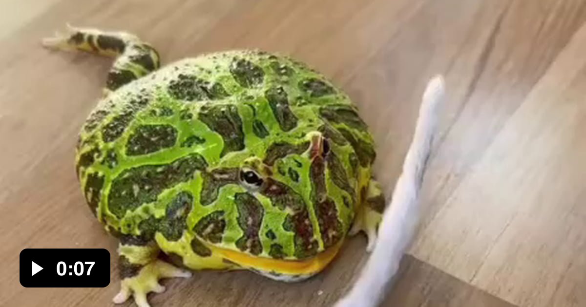 Frog vs cat, ultimate fight - 9GAG