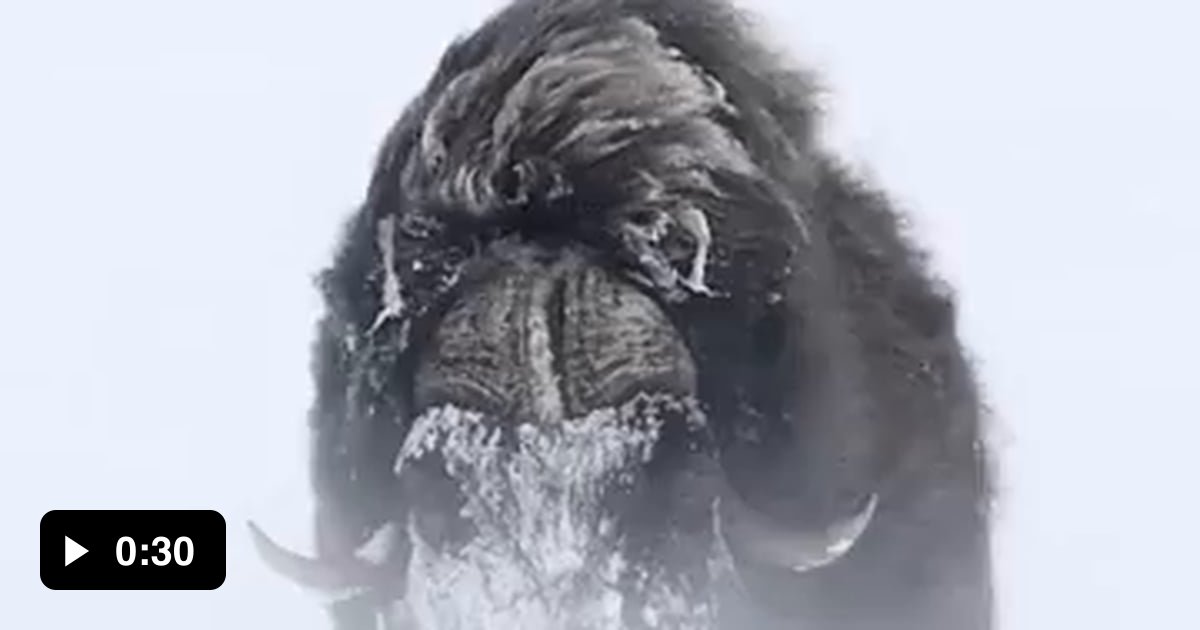 The Musk Ox in its natural habitat. One of the harshest environments on ...