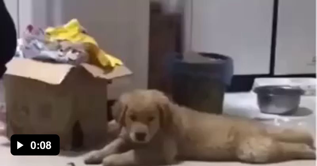 Poor doggo trying to sleep - 9GAG