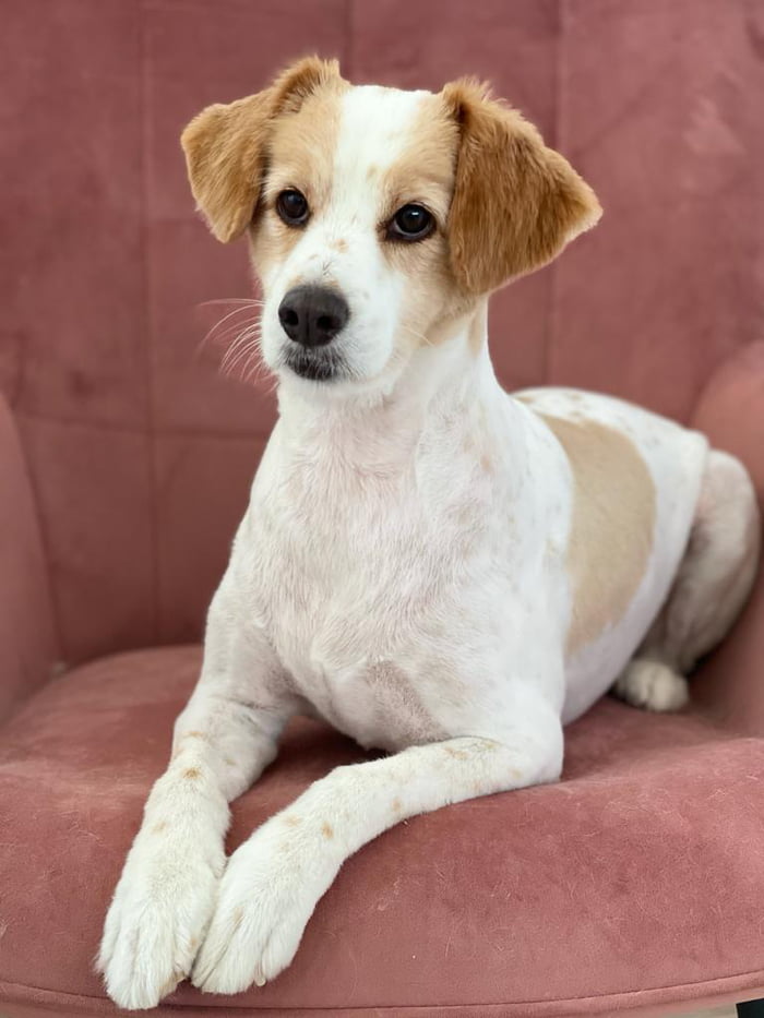 Just left the dog parlor 😊 - 9GAG