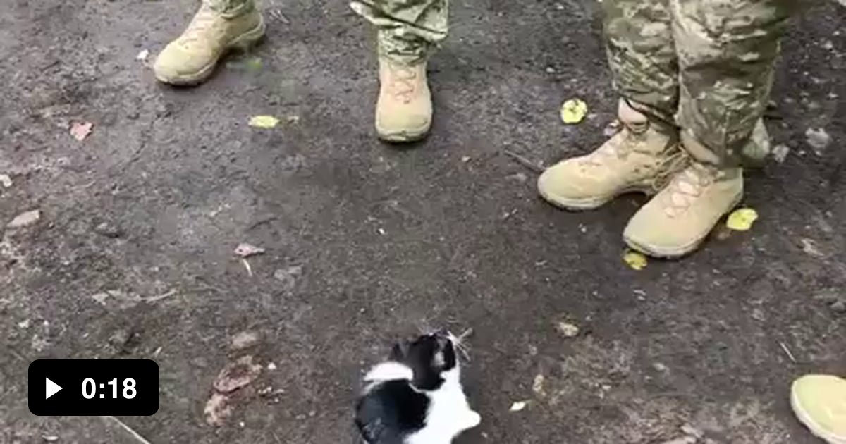 Kitten getting basic training in Ukraine - 9GAG