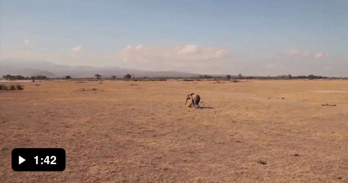 Baby elephant's sprint. - 9GAG