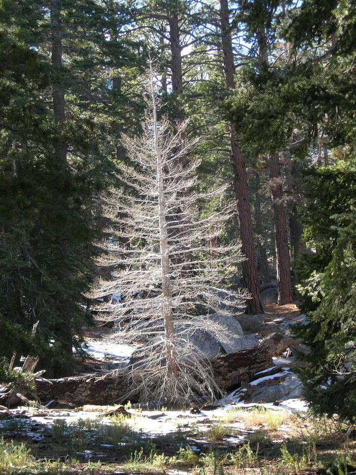 Trees can also be albino and are often called “Ghost Trees” - 9GAG