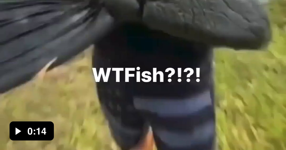 Näme that fish - 9GAG