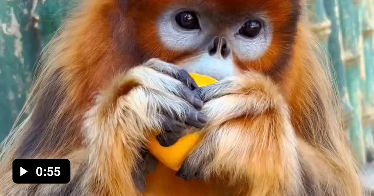 Monke missing the point - 9GAG