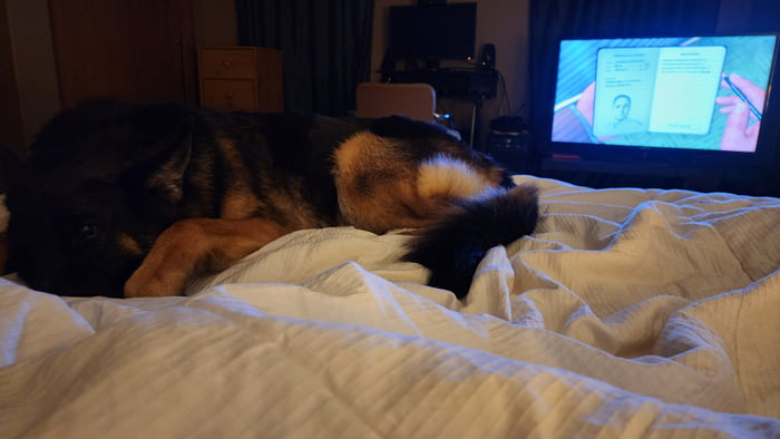 Meet Barbas. My girlfriend's dog who unfortunately has cancer. Taking a ...