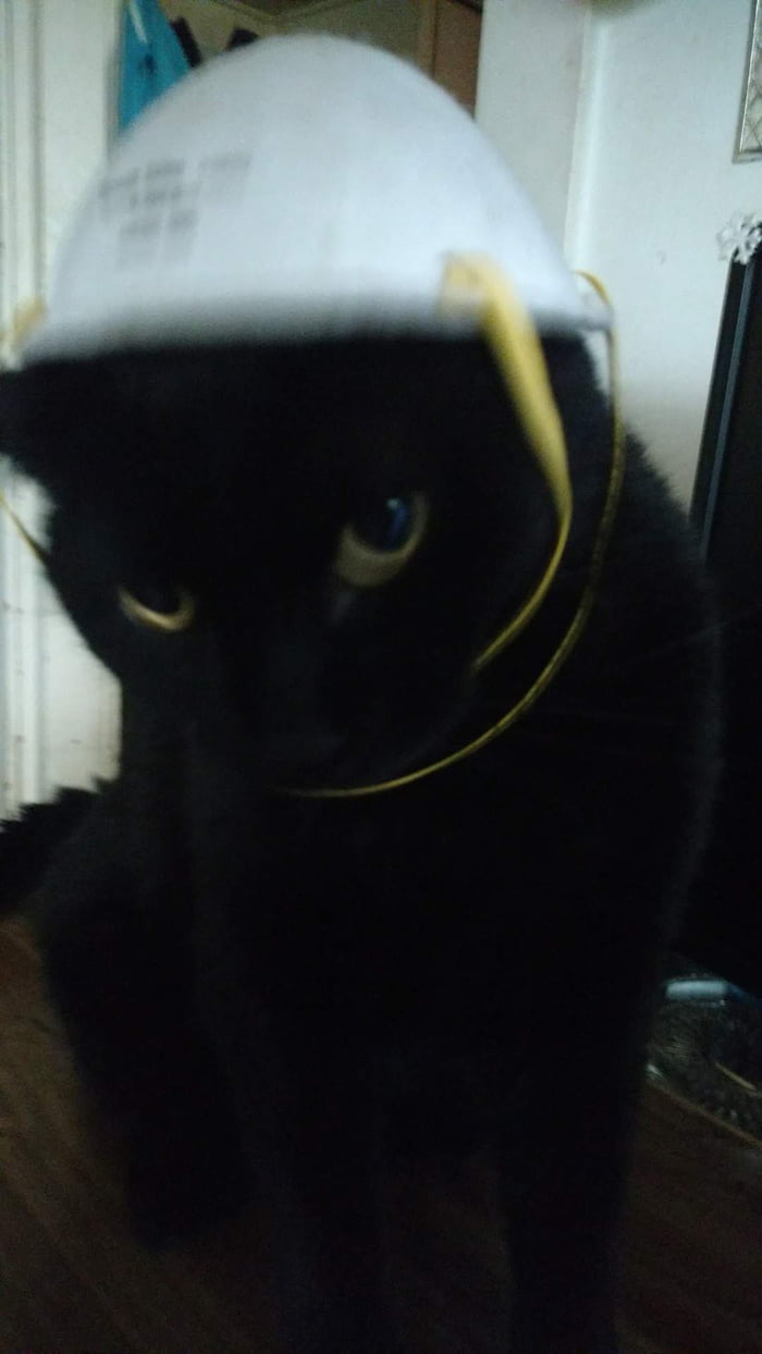 Sad day, sorry it's not funny. RIP to my little Spooky after a 4 month ...