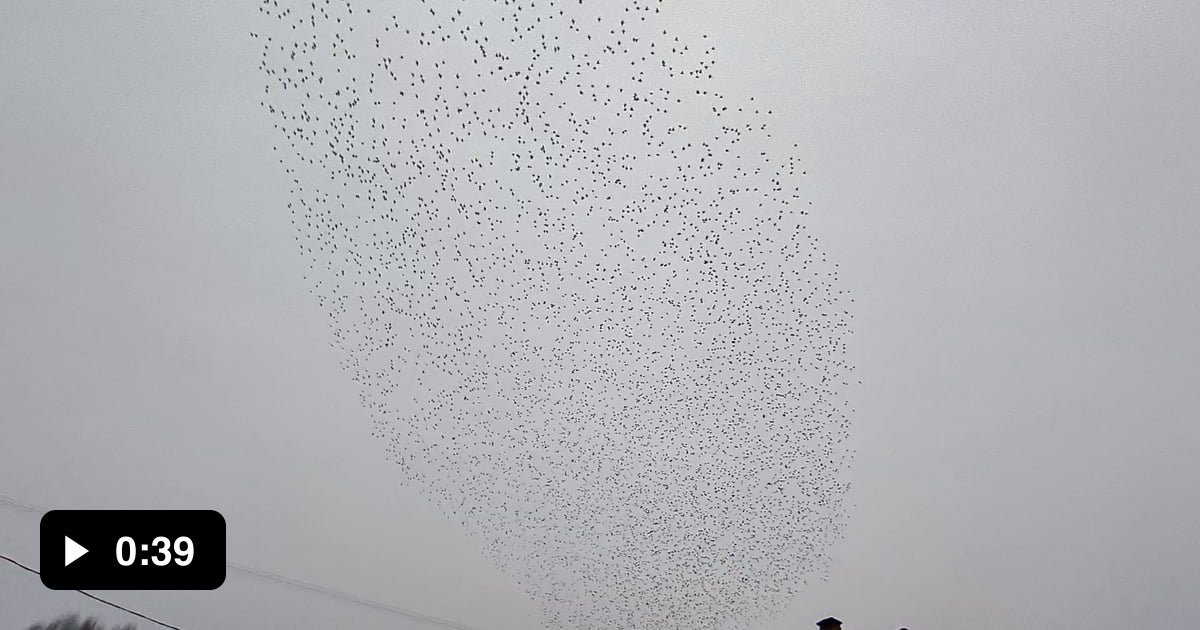 When 2756 birds fly as 1 - 9GAG