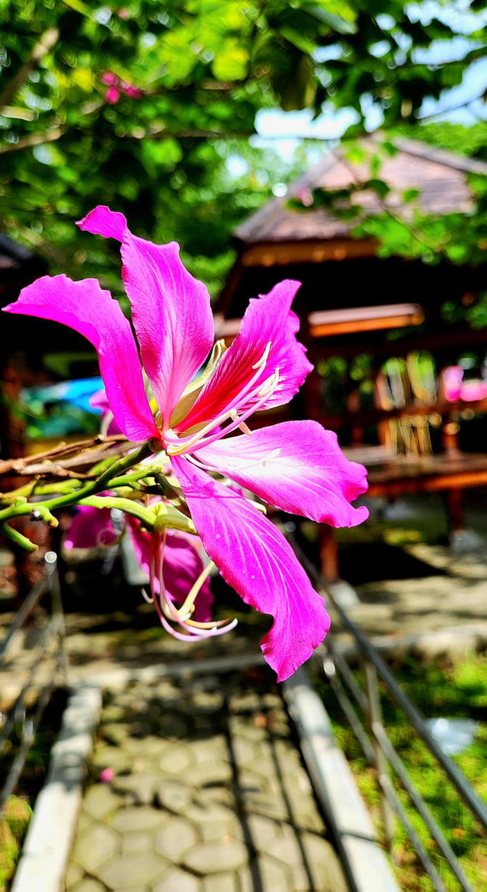 Pink Flower 9gag