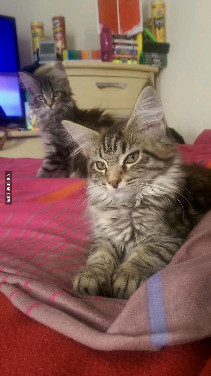 Hurricane & Spitfire - 9GAG