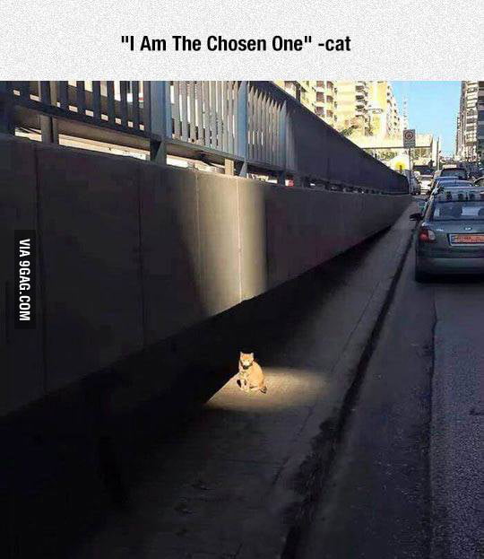 Mr beans cat - 9GAG