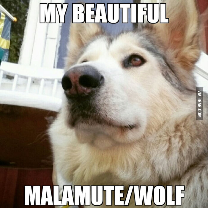 My Beauty 9gag
