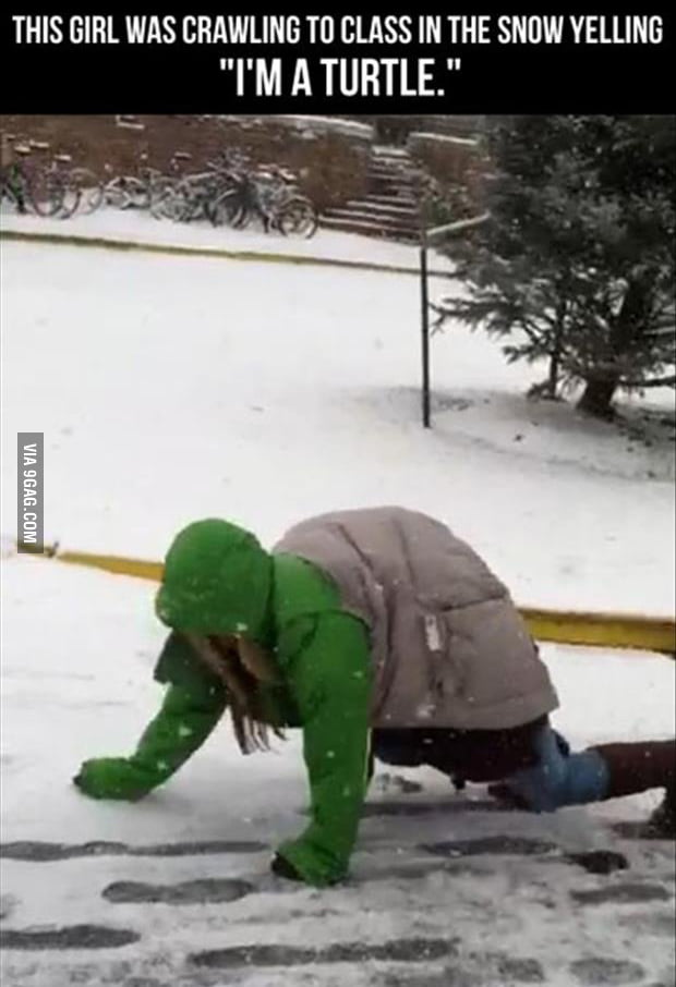 I like turtles - 9GAG