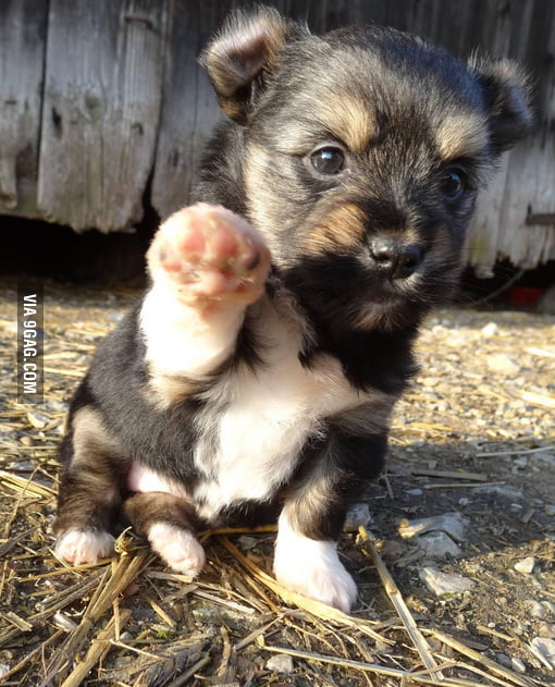 Lil' buddy waving at camera - 9GAG