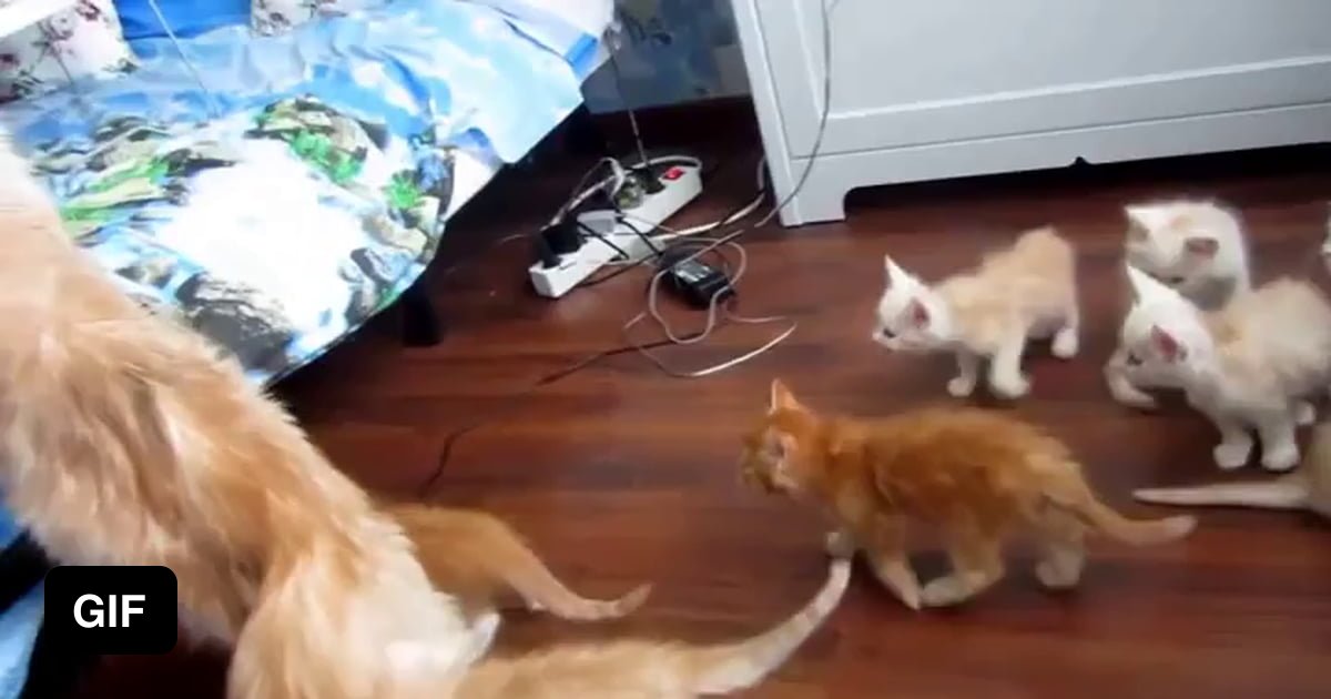 A bunch of scardey cats. - 9GAG