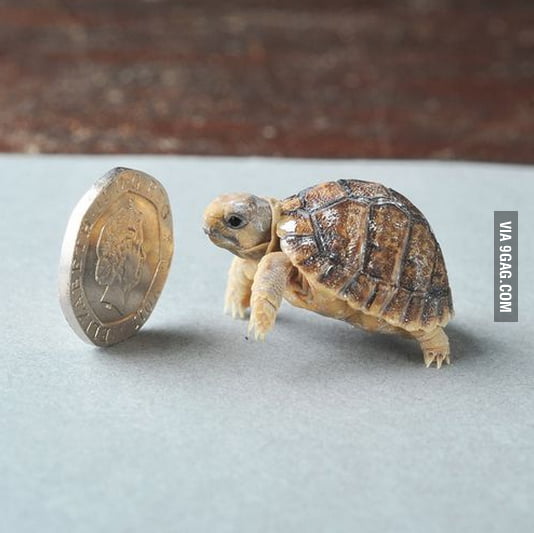 Tiny turtle - 9GAG