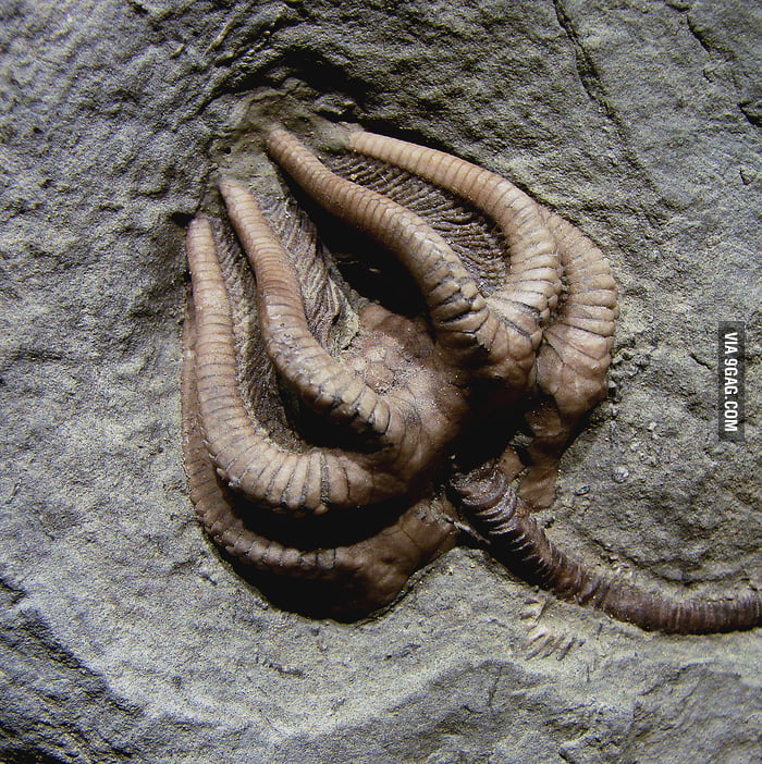 This fossil of an extinct mushroom crinoid looks like a alien face ...