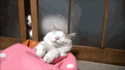 "Psssst, Hey Sammy, wake up... I got something for you!" - 9GAG