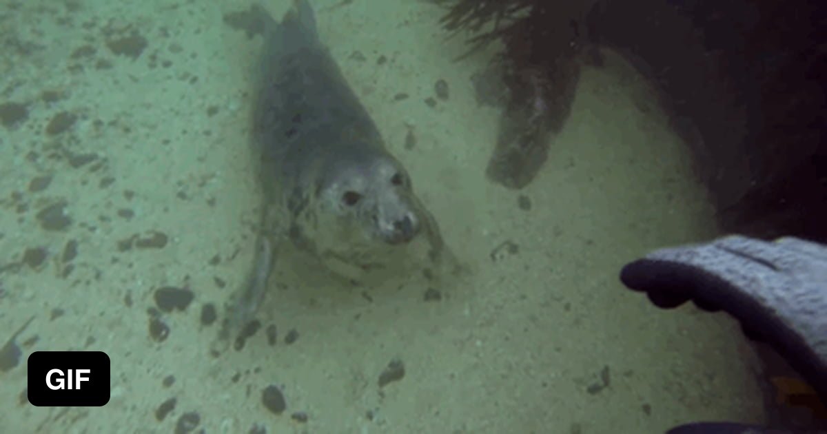Scuba Buddy - 9GAG