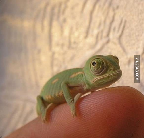 A very sad lizard.. - 9GAG
