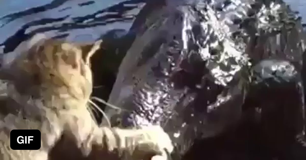 Cats are always ready to square up - 9GAG