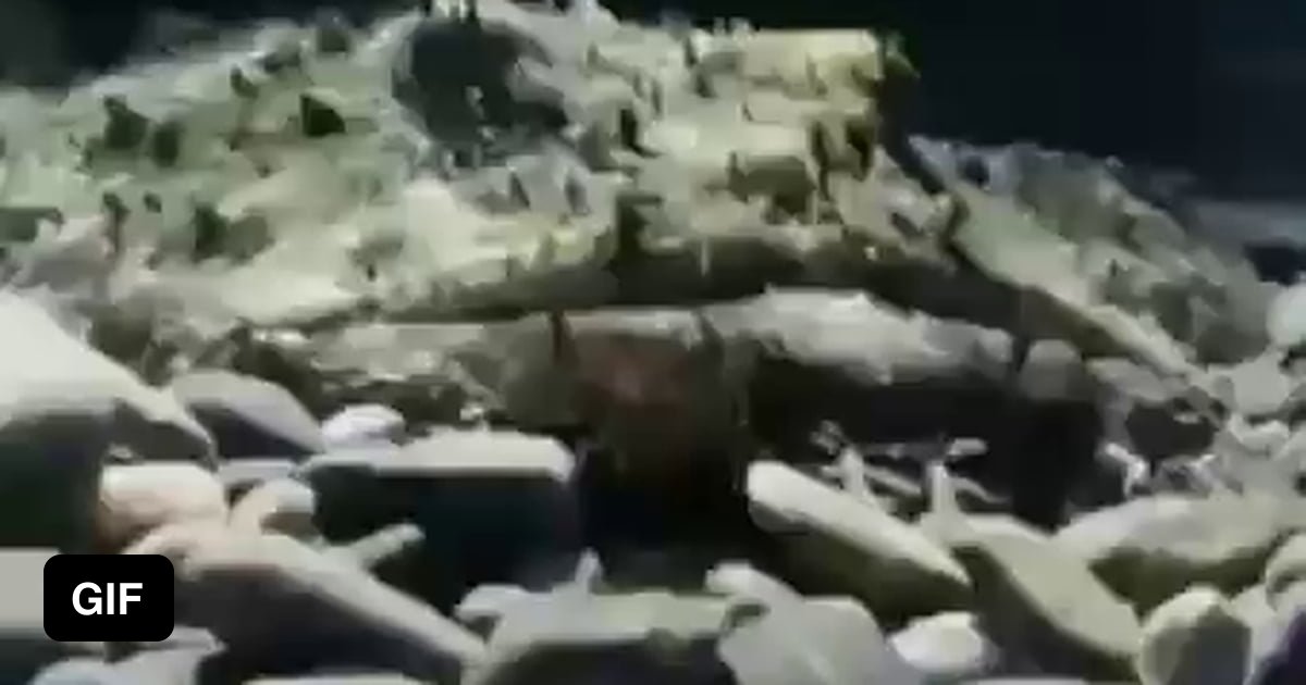 The monk fish using a lure attached to its face to catch its prey - 9GAG