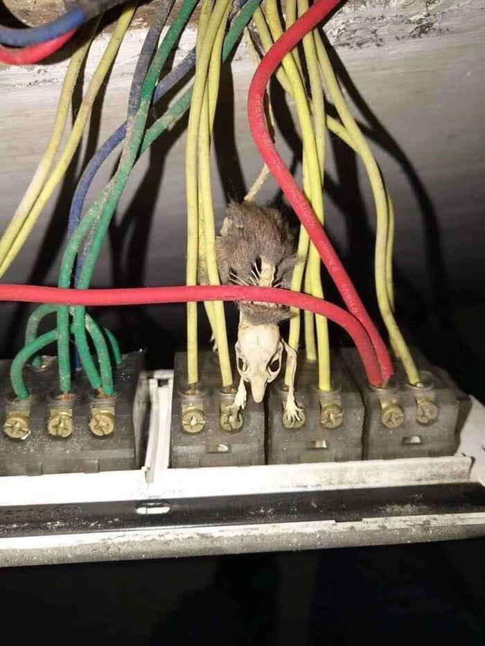 Electrocuted mice - 9GAG