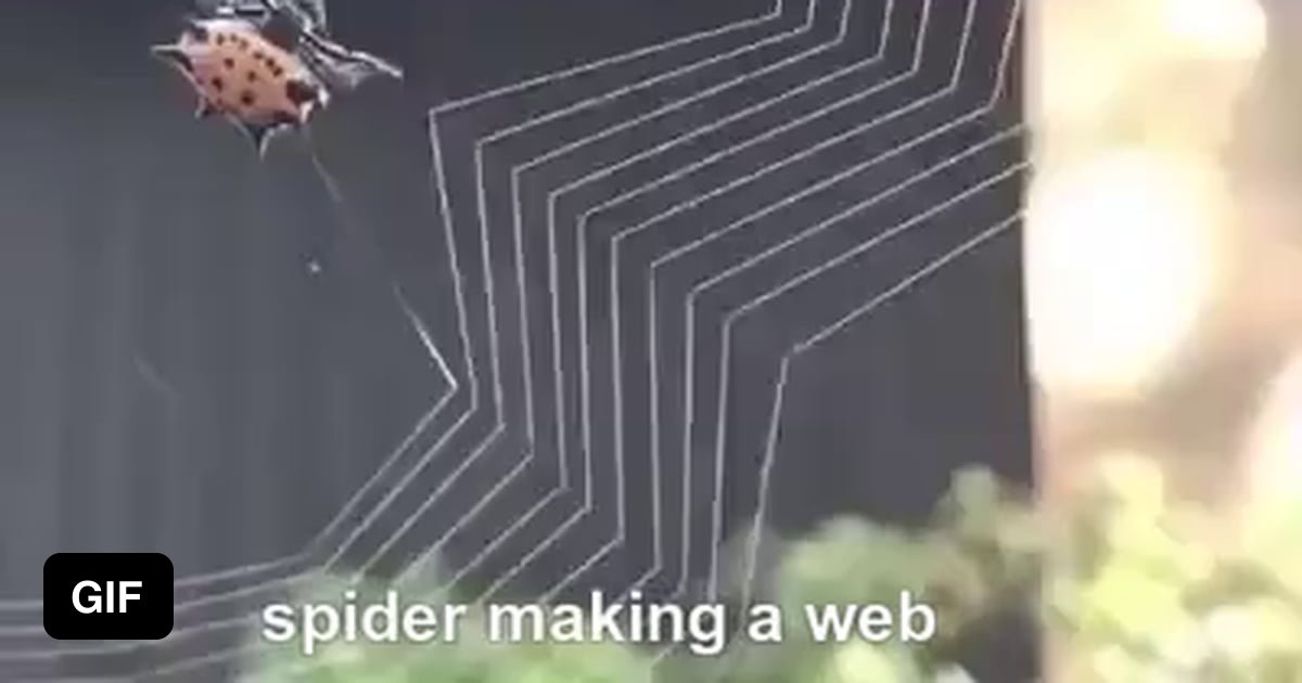 How Spider Making web - 9GAG