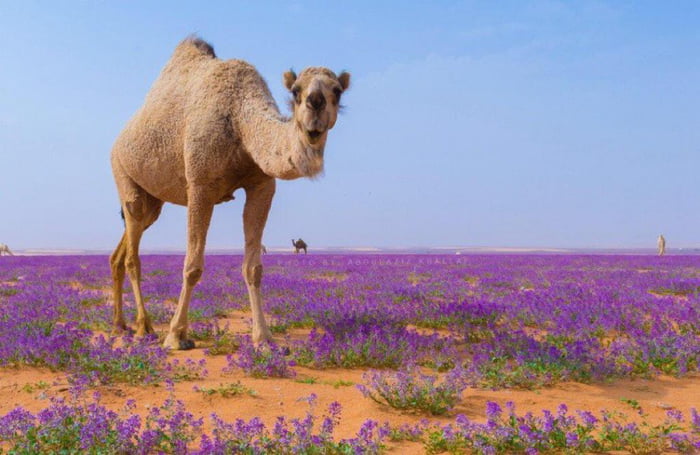 Lavender growing in Saudi Arabia after heavy rains. - 9GAG