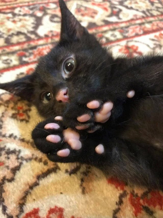 Heard y'all like toe beans... - 9GAG
