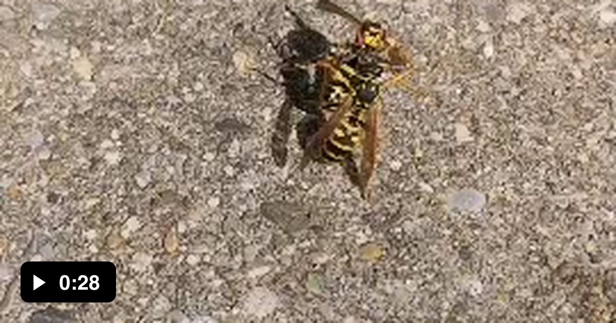 Wasp fight - 9GAG