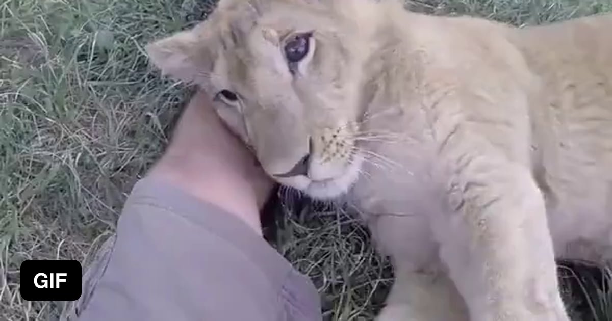 Murder kitty being adorable - 9GAG