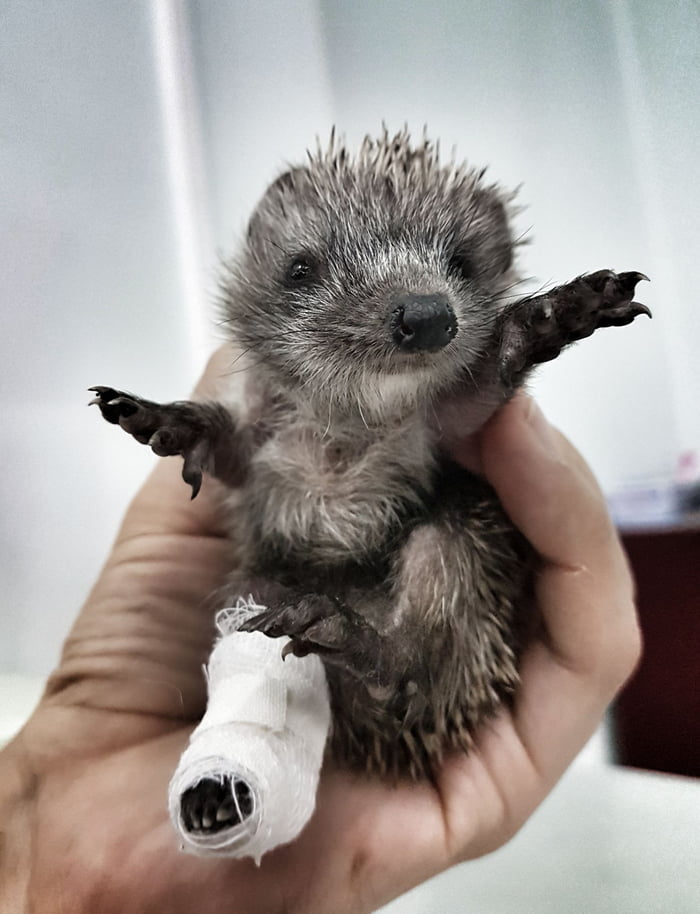 Tiny hedgehog broke his tiny paw and got a tiny cast - 9GAG