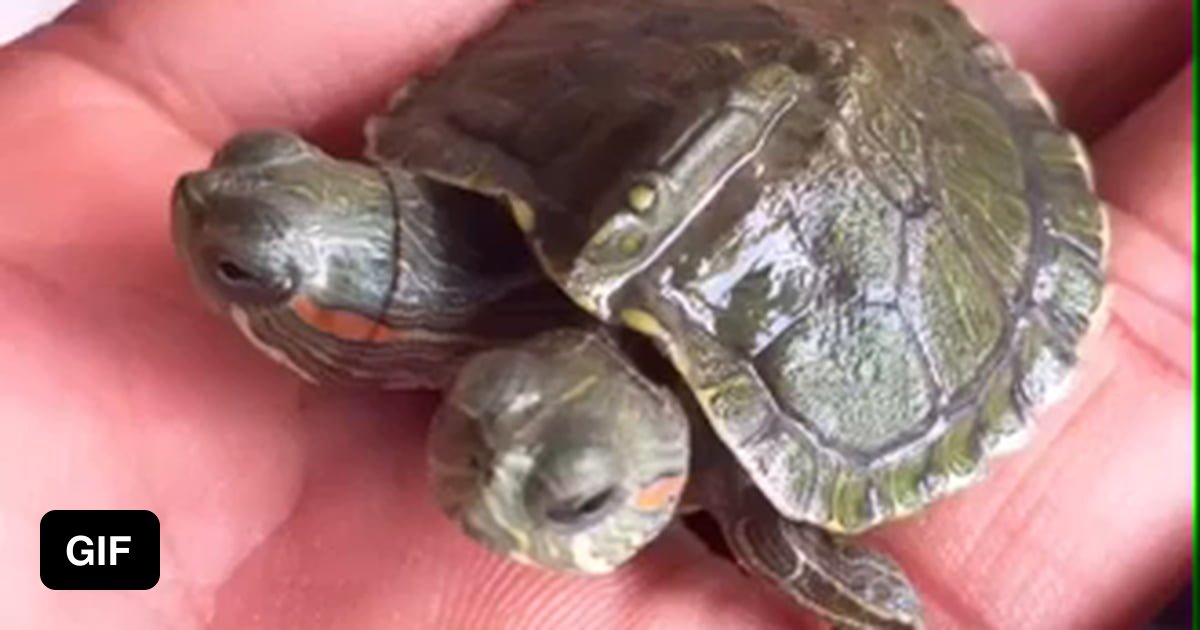 Two-headed Turtle - 9GAG