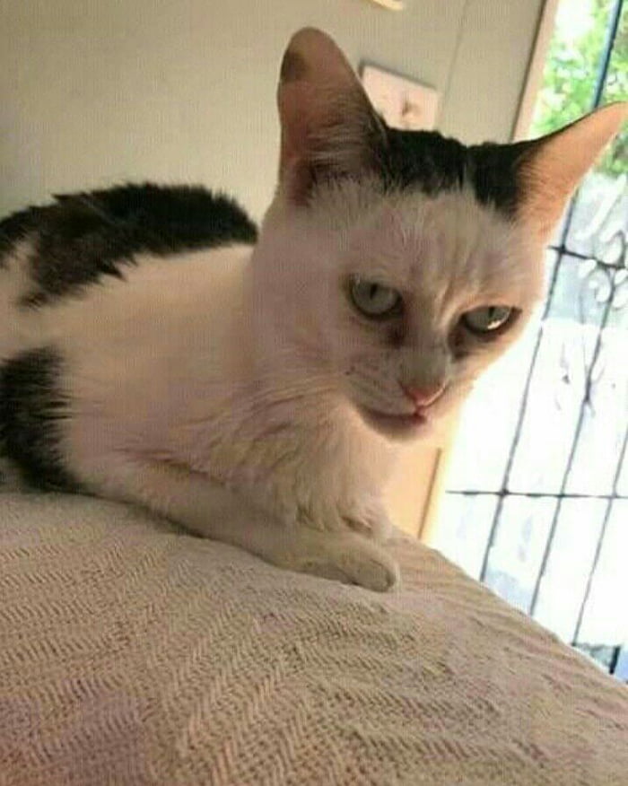 This cat looks like he tired of your shit - 9GAG